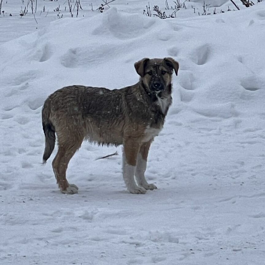 Отдам в добрые руки бесплатно