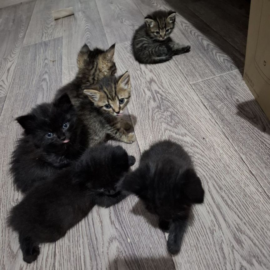 Продам котят