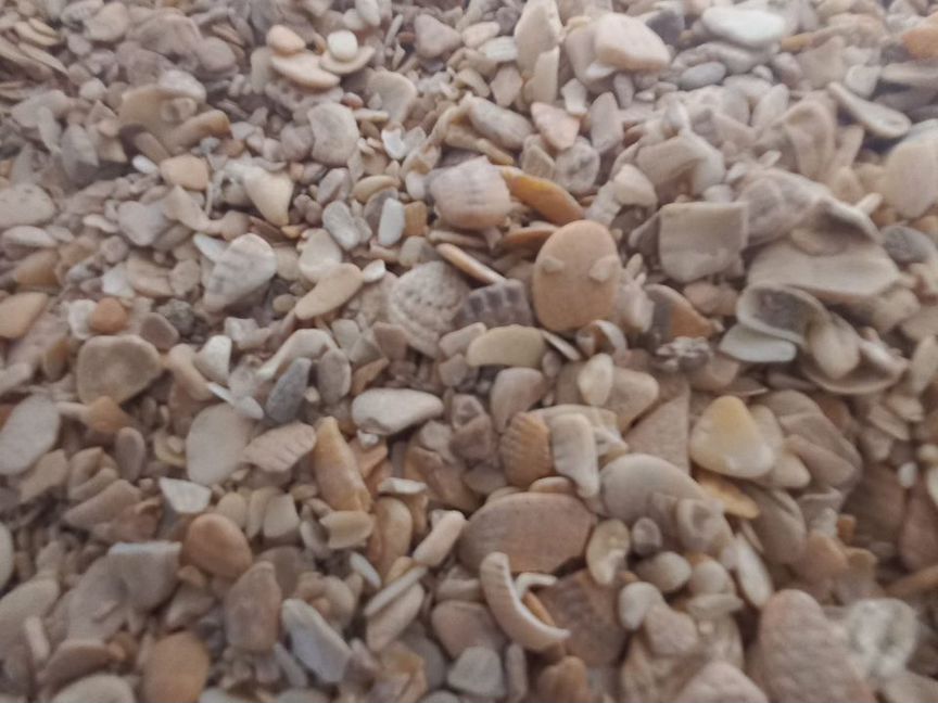 Ракушка кормовая