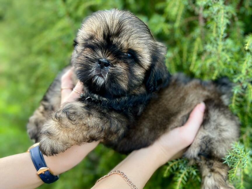 Ши-тцу курносые мальчики