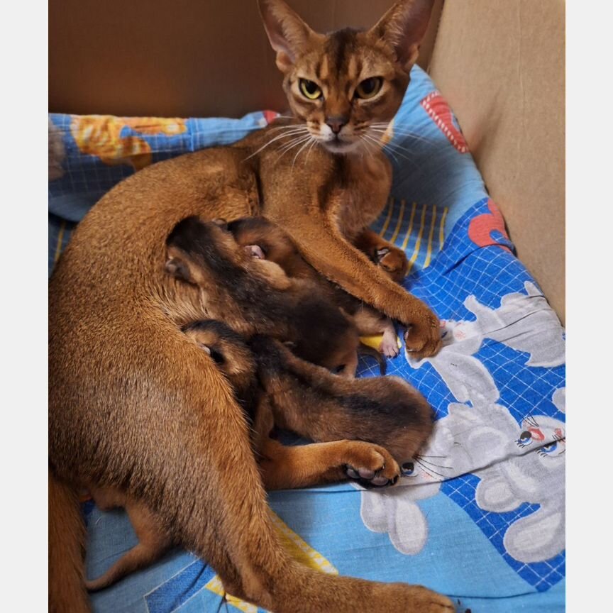 Абиссинские котята