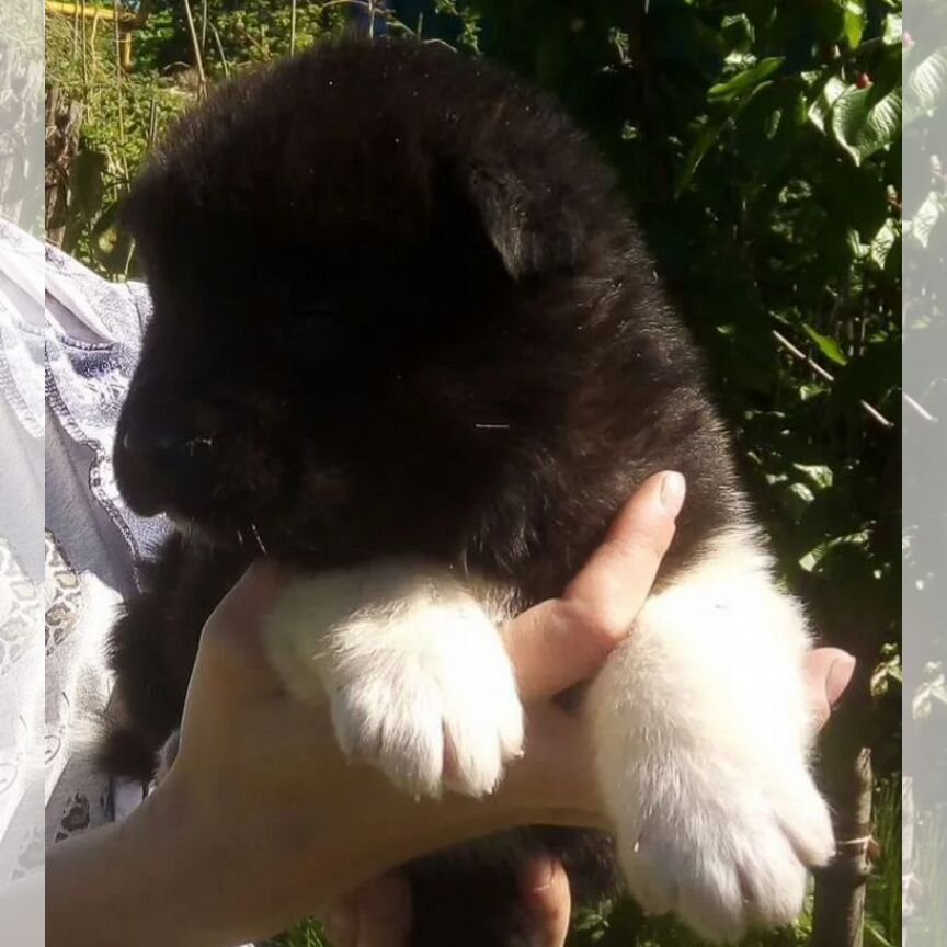 Американская акита, щенок