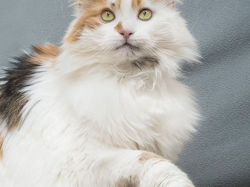 Кошка без единого шанса