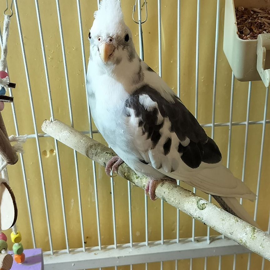 Поиск Попугай корелла девочка