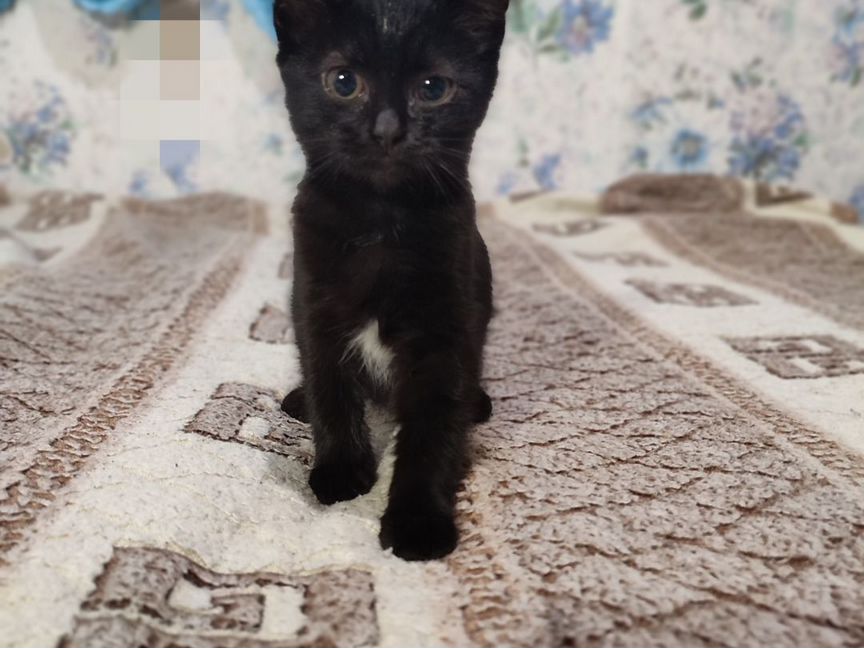 Кошка