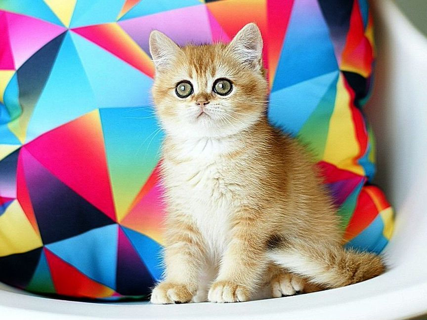 Британские котята золотая шиншилла