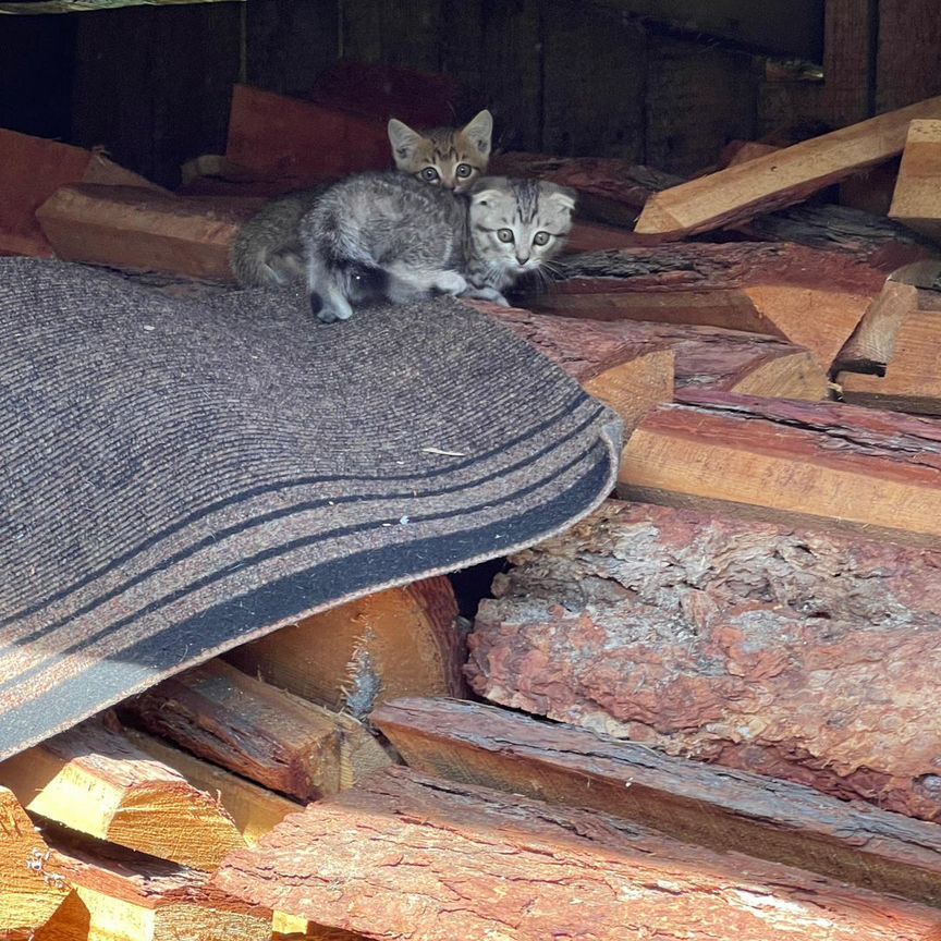 Красивые котятки