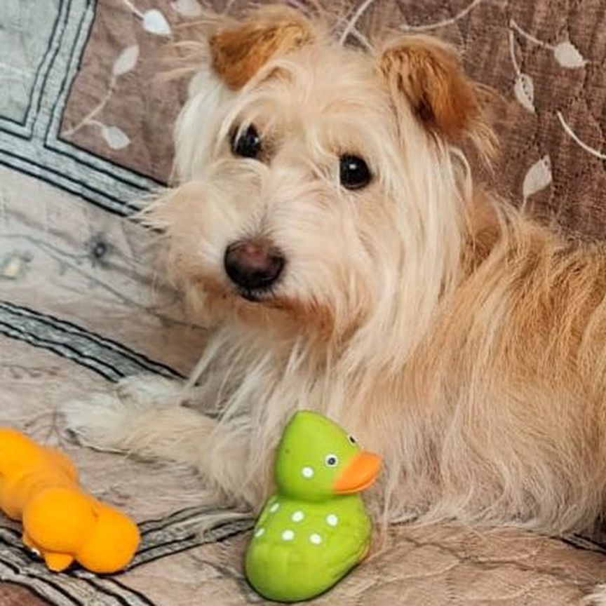 Кешу выбросили и ему нужен дом