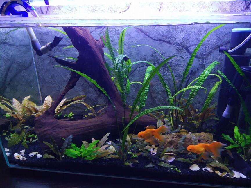 Криптокорина апоногетонолистная