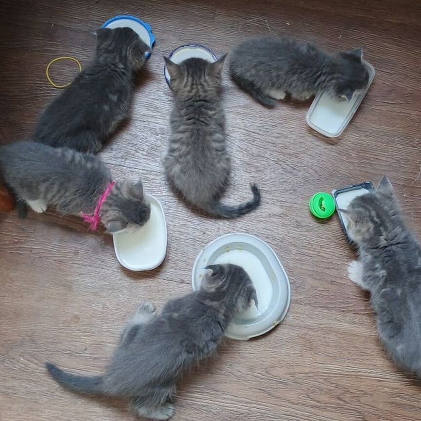 Мейн-кун котёнок