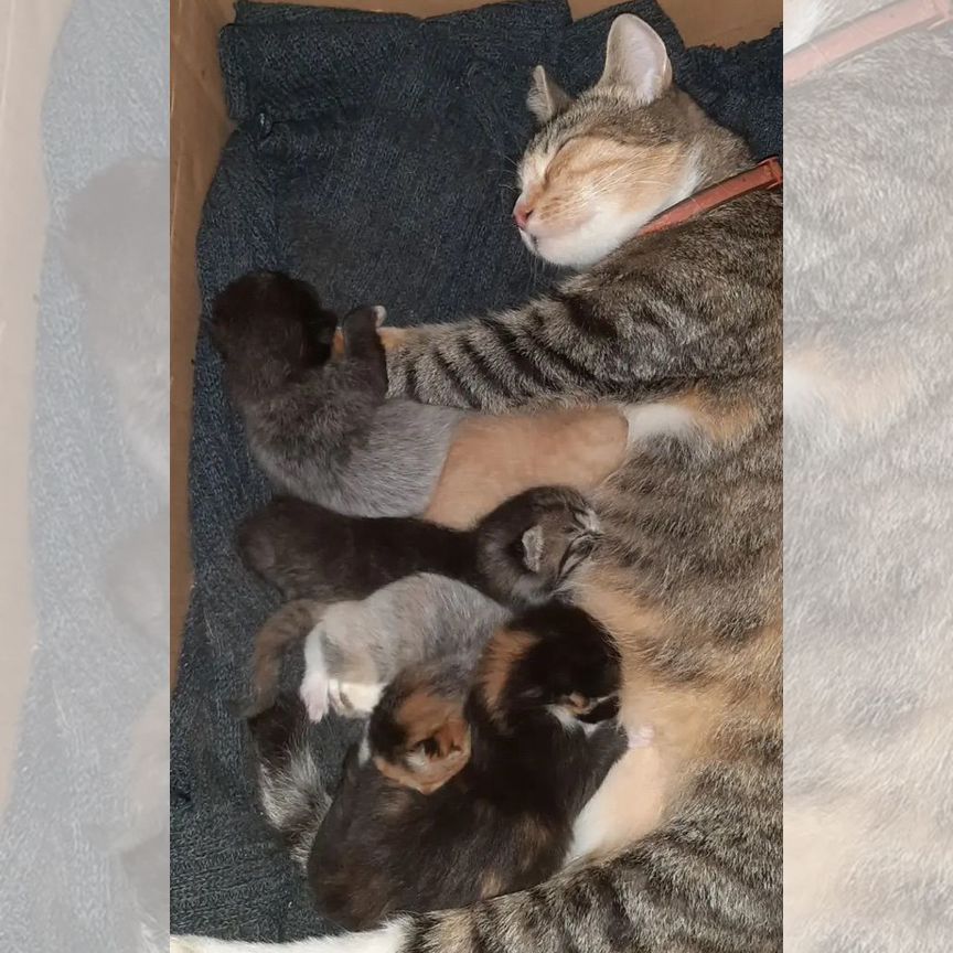 Котёнок в добрые руки