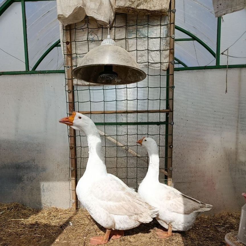 Продам семью гусей Линда