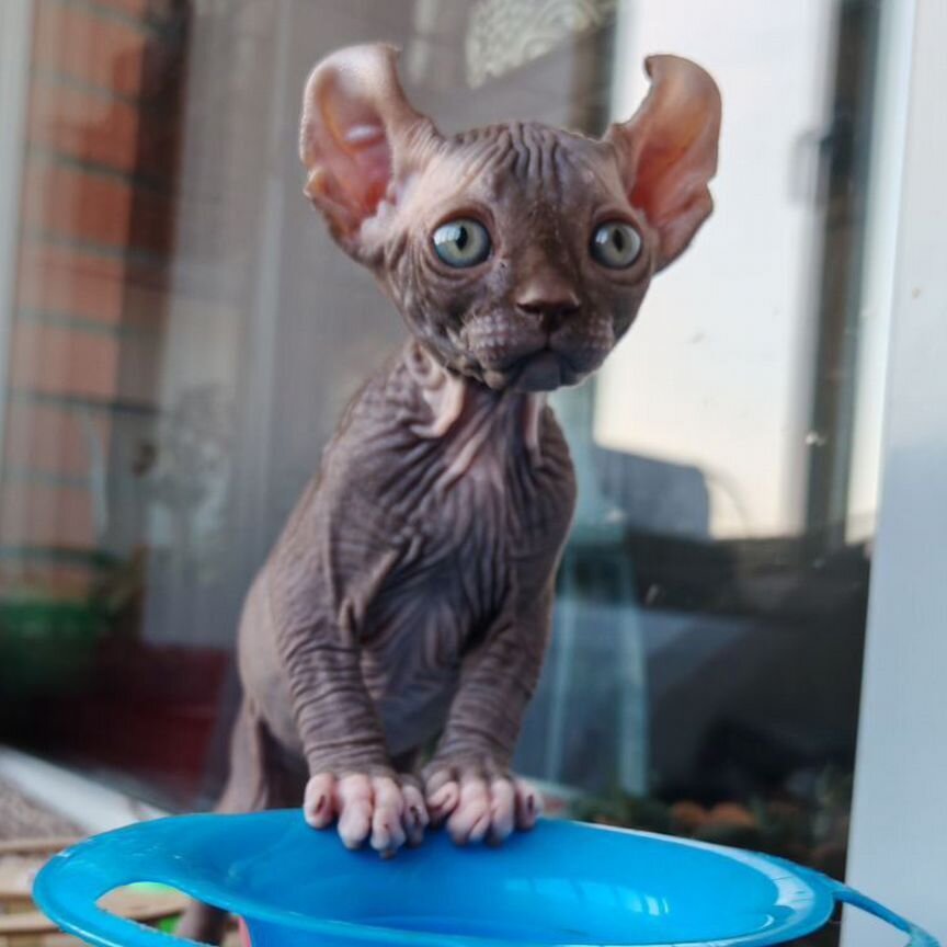 Котята сфинкса эльфики
