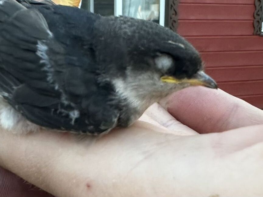 Выкормить птенца