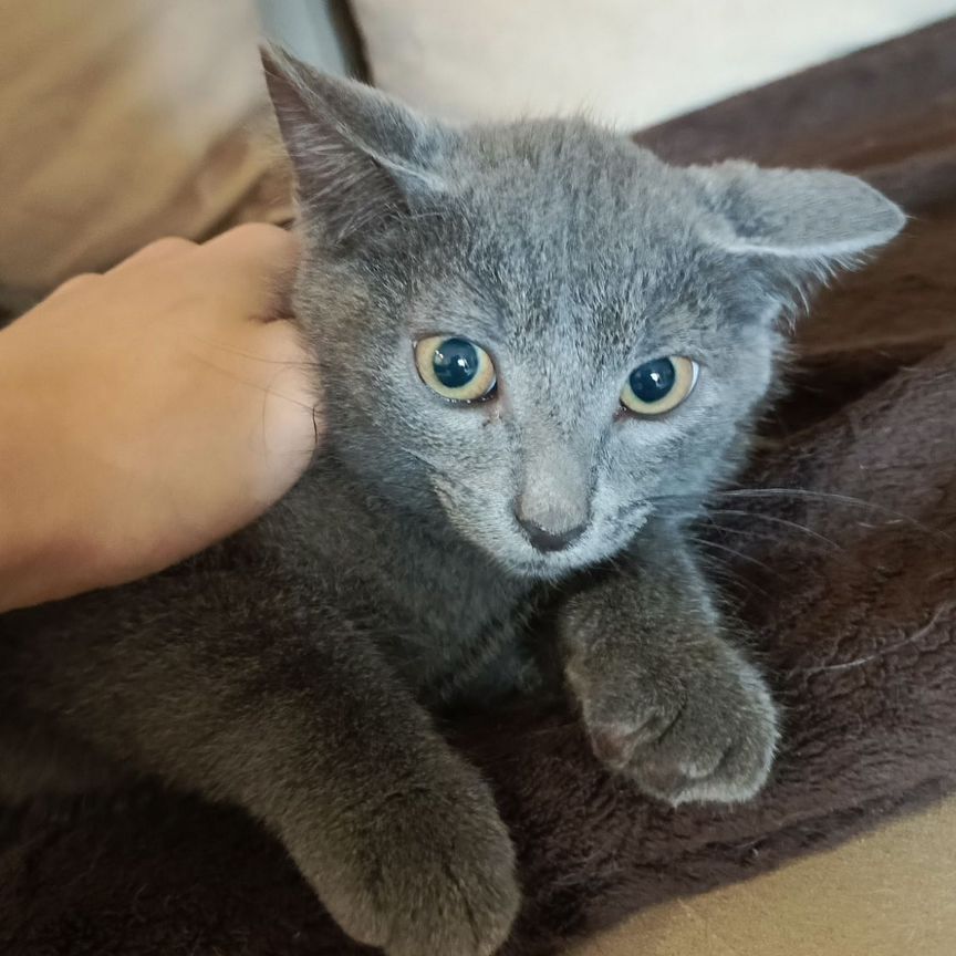 Котенок