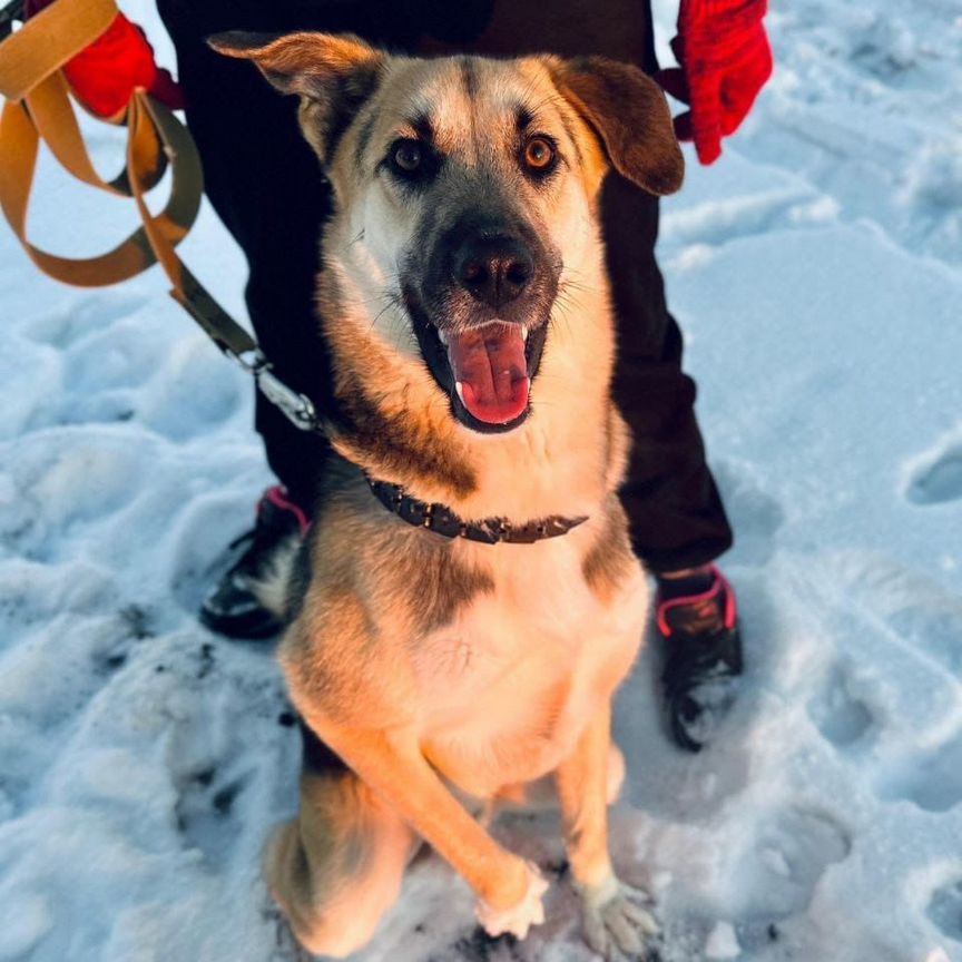 Пёс Джек-друг, товарищ и брат