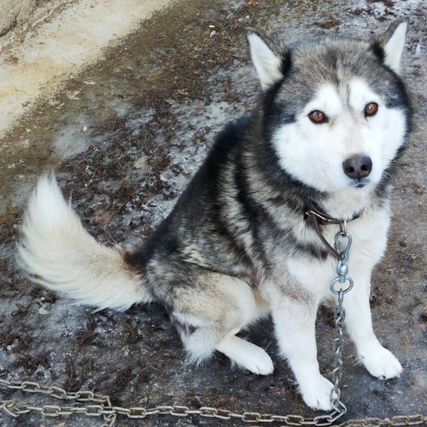 Аляскинский маламут, взрослый пёс