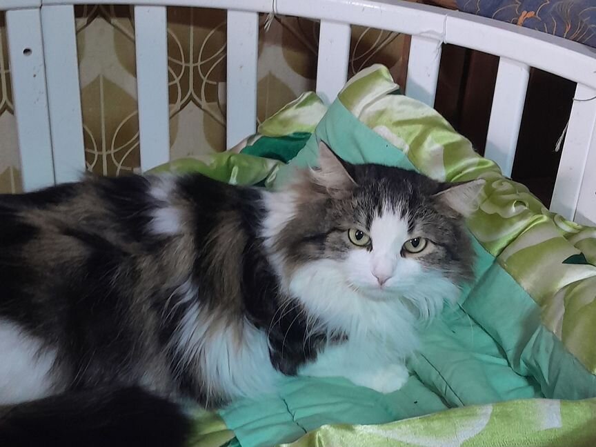 Молодой пушистый котик в дар