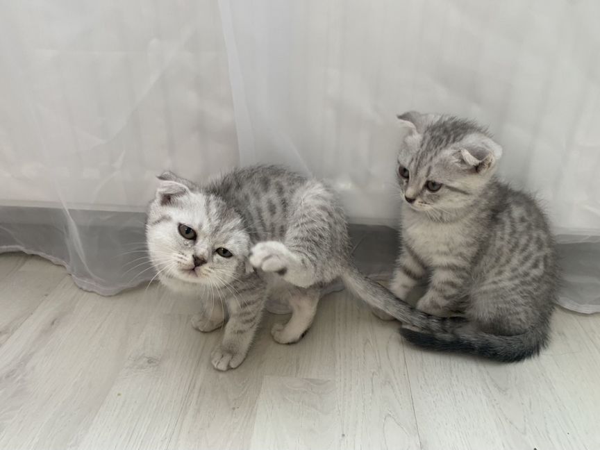 Шатланские вислоухие котята