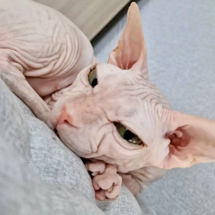 Донской сфинкс, взрослая кошка