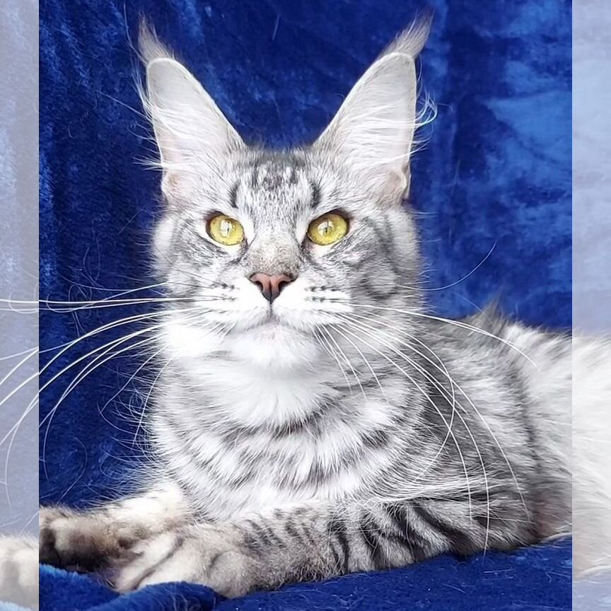 Мейн-кун девочка