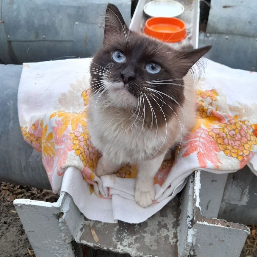 Котик ищет дом