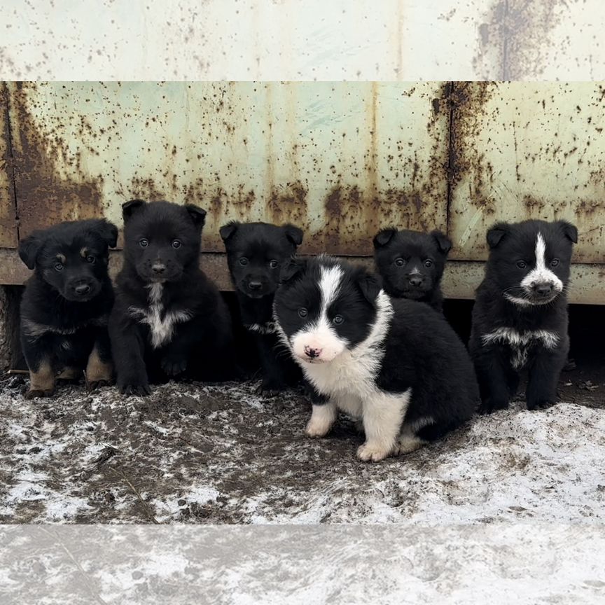 Щенки в добрые руки