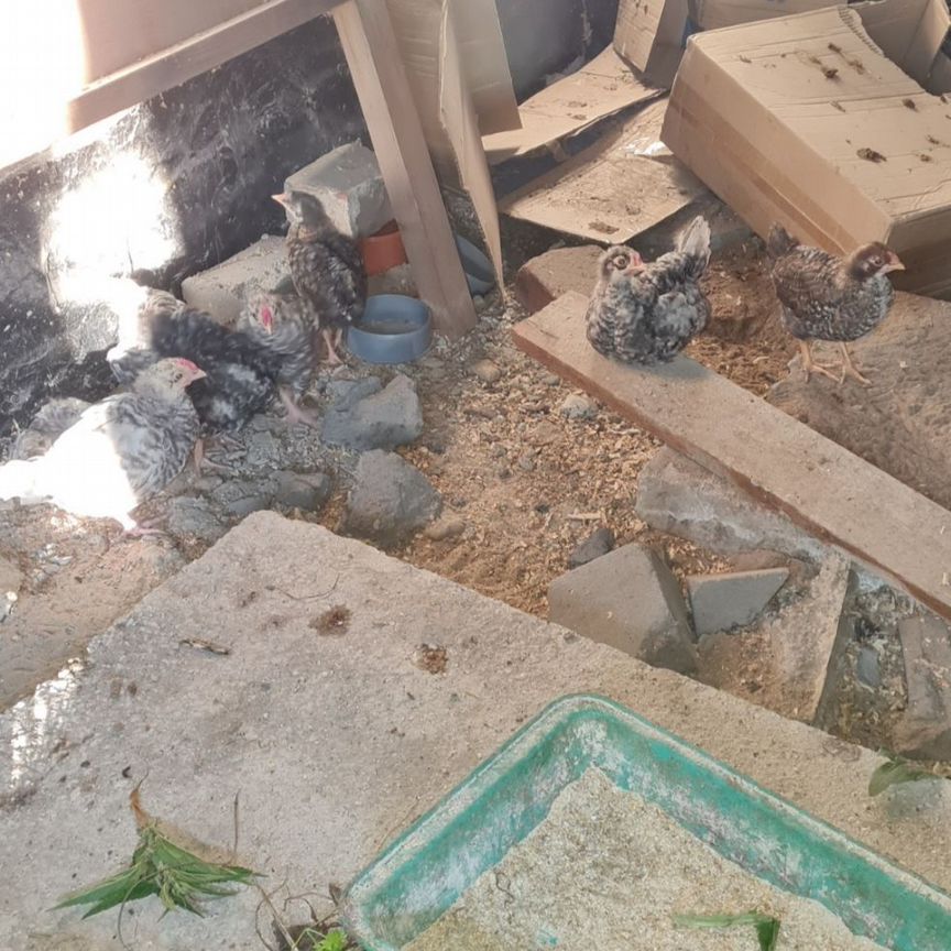 Петрушки 2 месяца