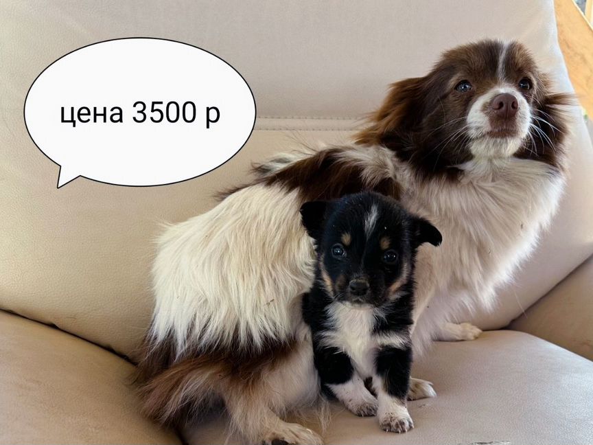 Щенки маленькой комнатной породы