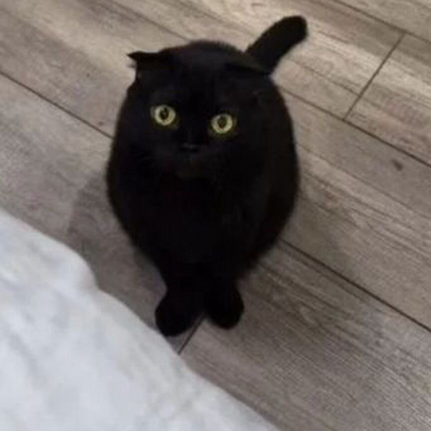 Шотландская вислоухая короткошёрстная, взрослая кошка