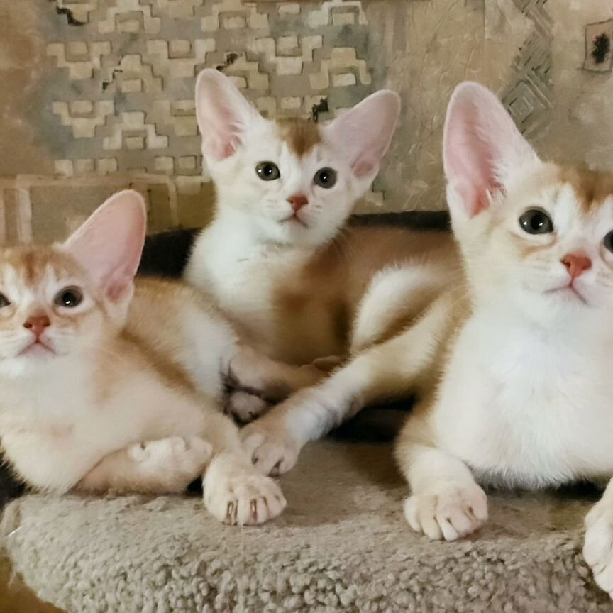 Серебряные абиссинские котики и кошечки