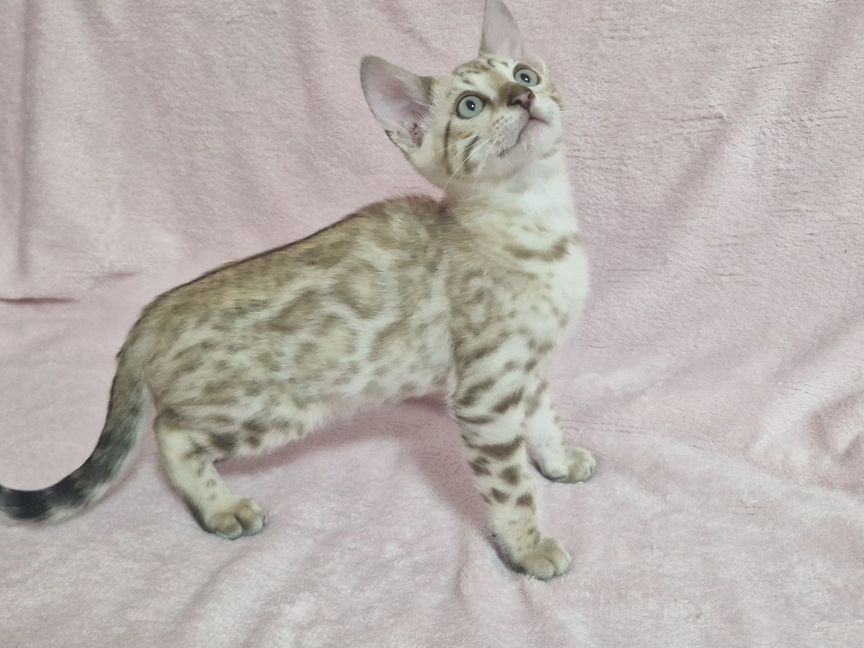 Снежные барсы