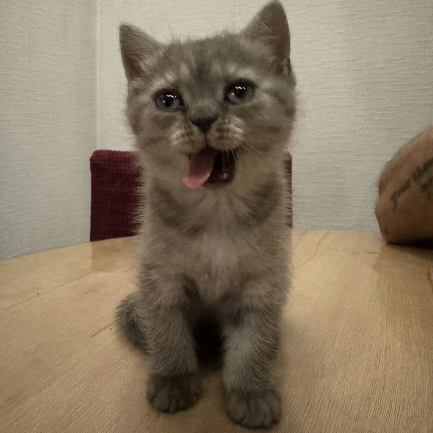 Британский короткошёрстный котёнок