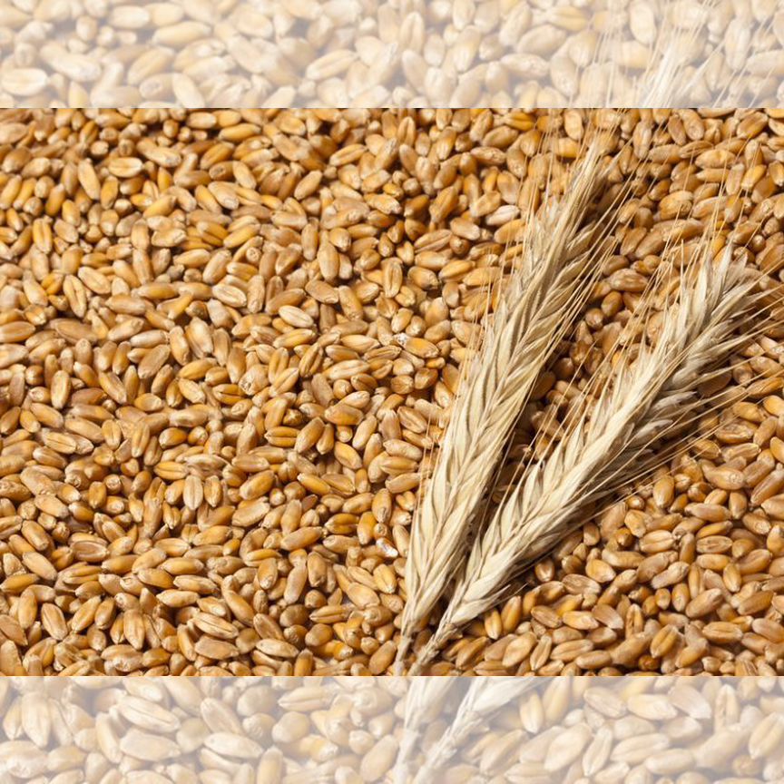 Зерно пшеница в мешках