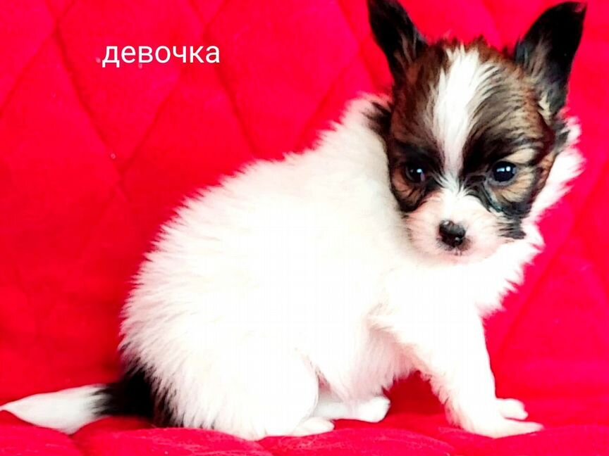 Щенки папийона