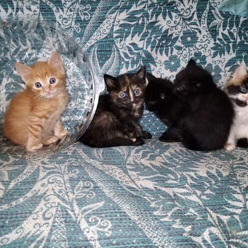 Котята 1 месяц
