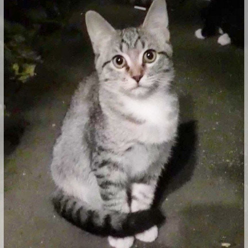 Котенок, девочка серого окраса, 5 месяцев