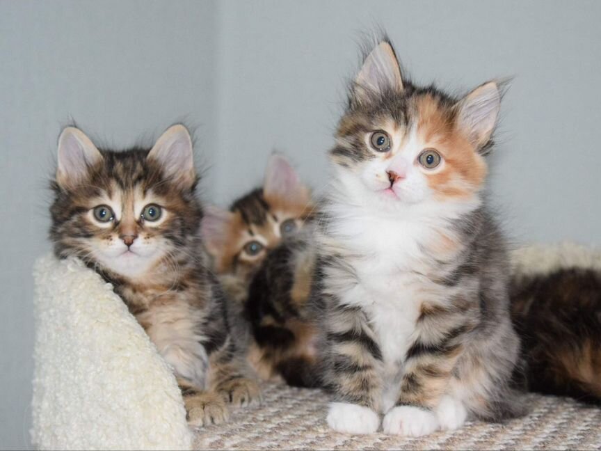 Клубные котята курильского бобтейла