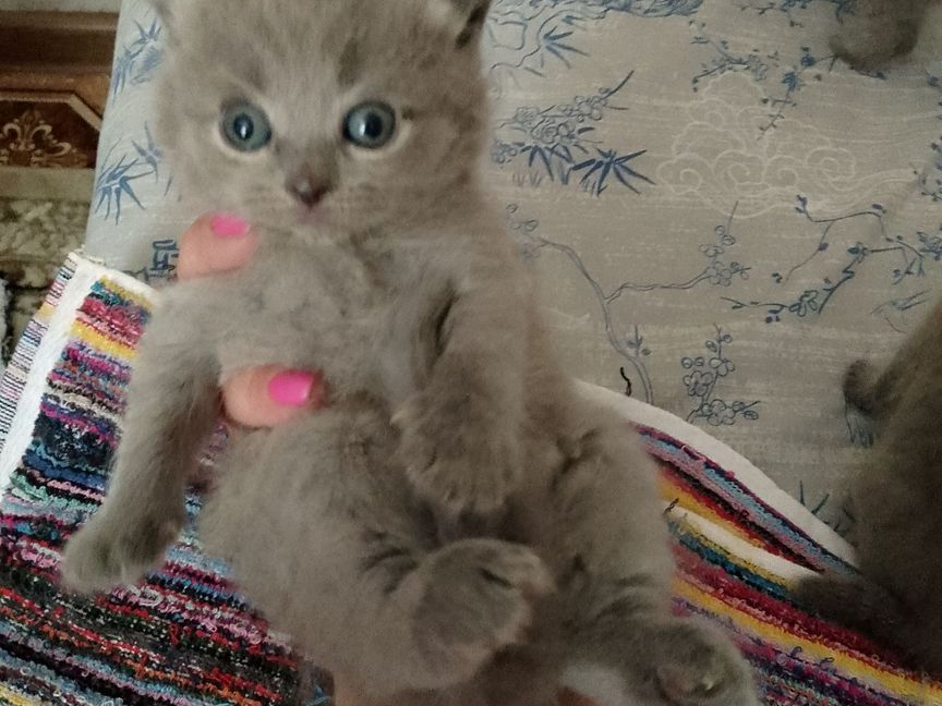 Котята британцы 4 шт
