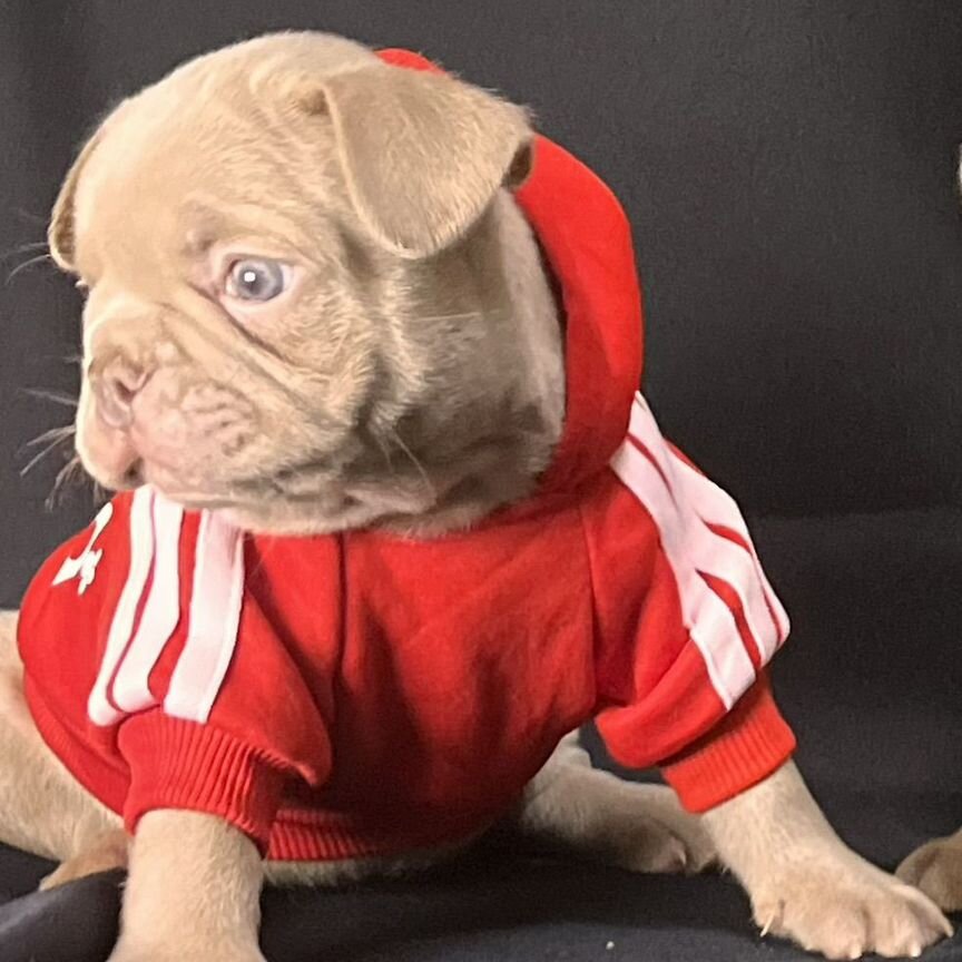 Французский бульдог щенки