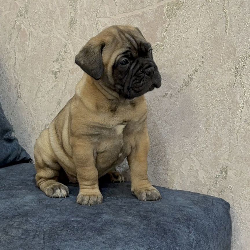 Бульмастифочка