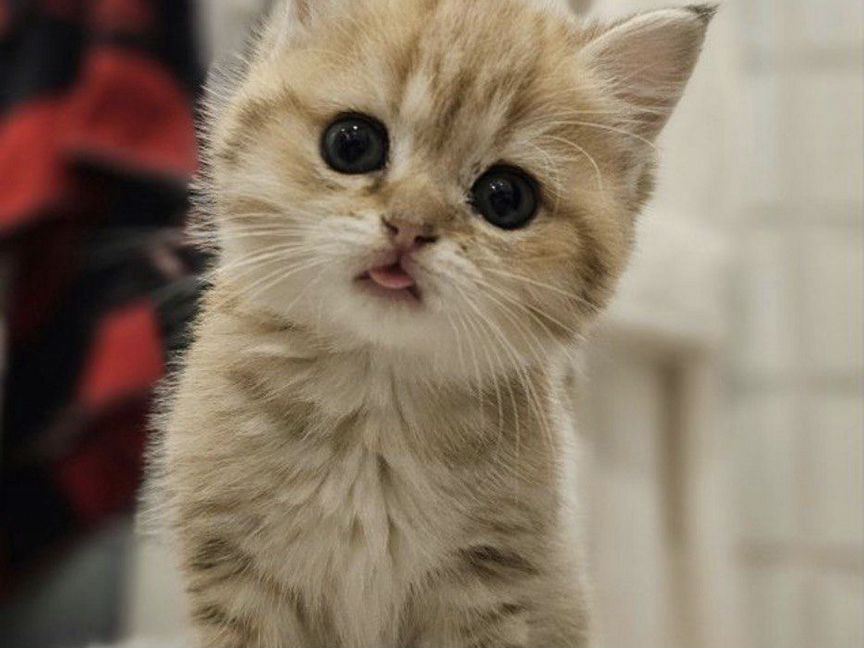 Шотланский котенок золотистая шиншилла