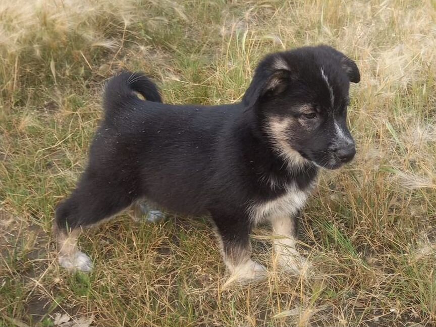 Отдам щенка в добрые руки
