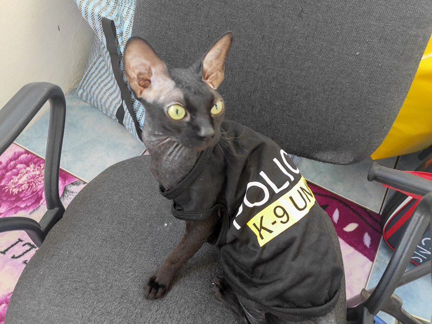 Кошка донской сфинкс вязка