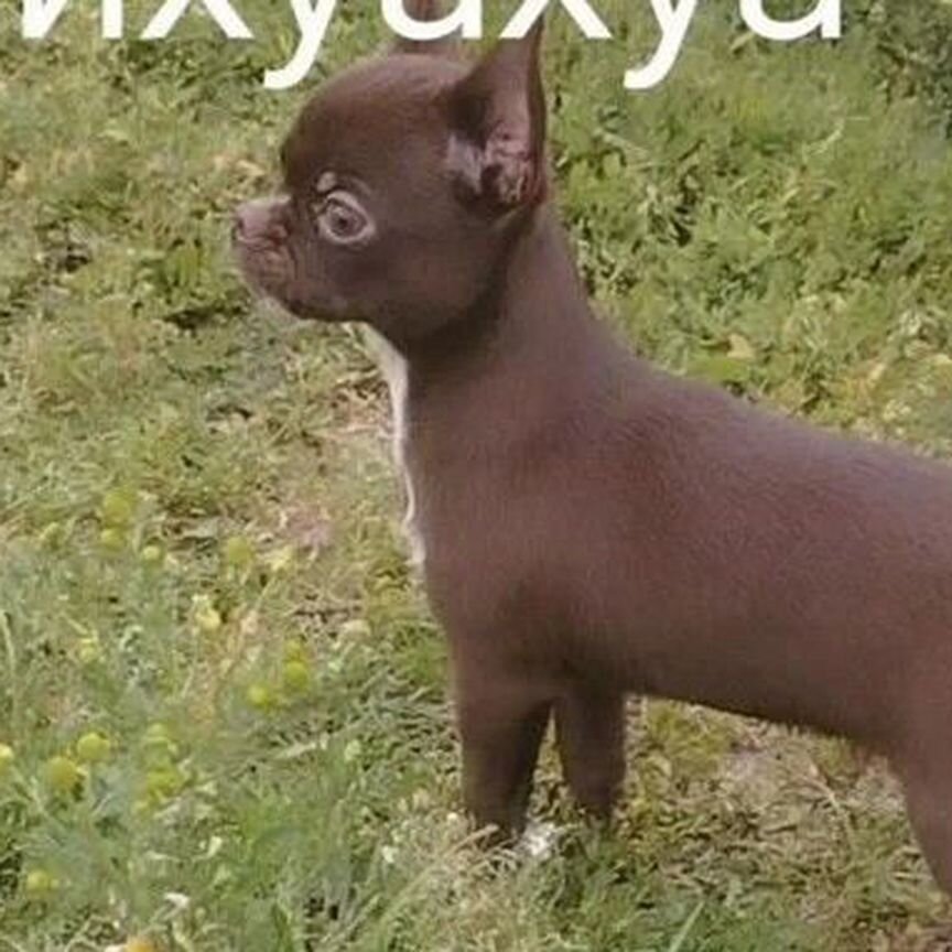 Чихуахуа, щенок