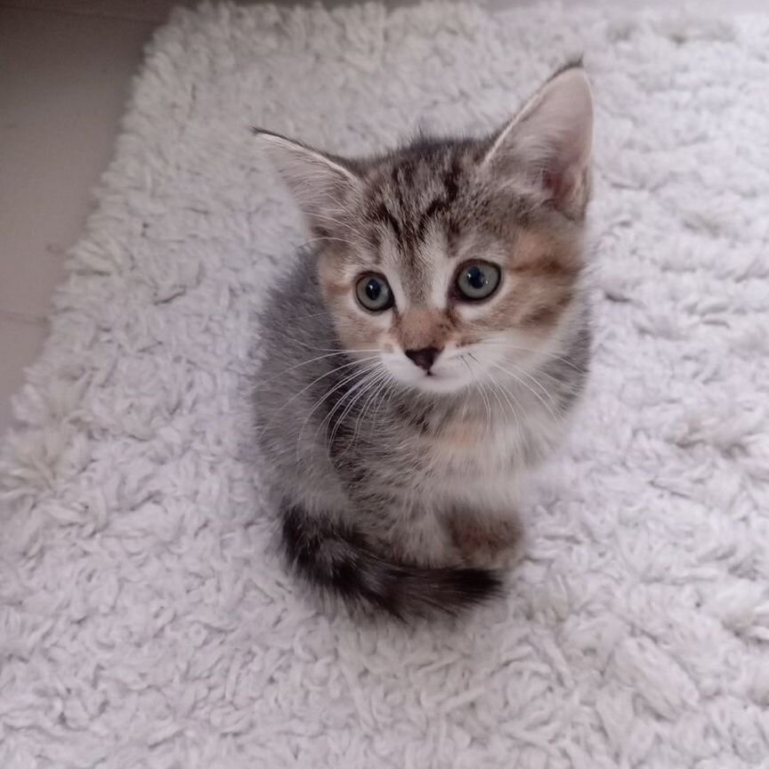 Подарю котенка