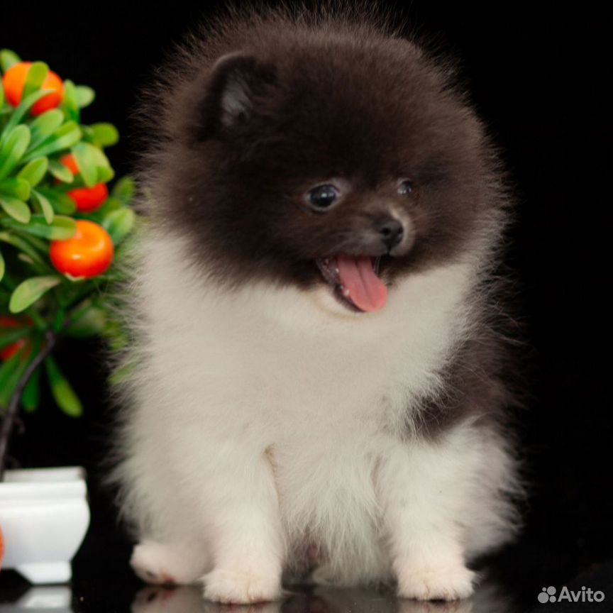 Померанский шпиц мини девочка