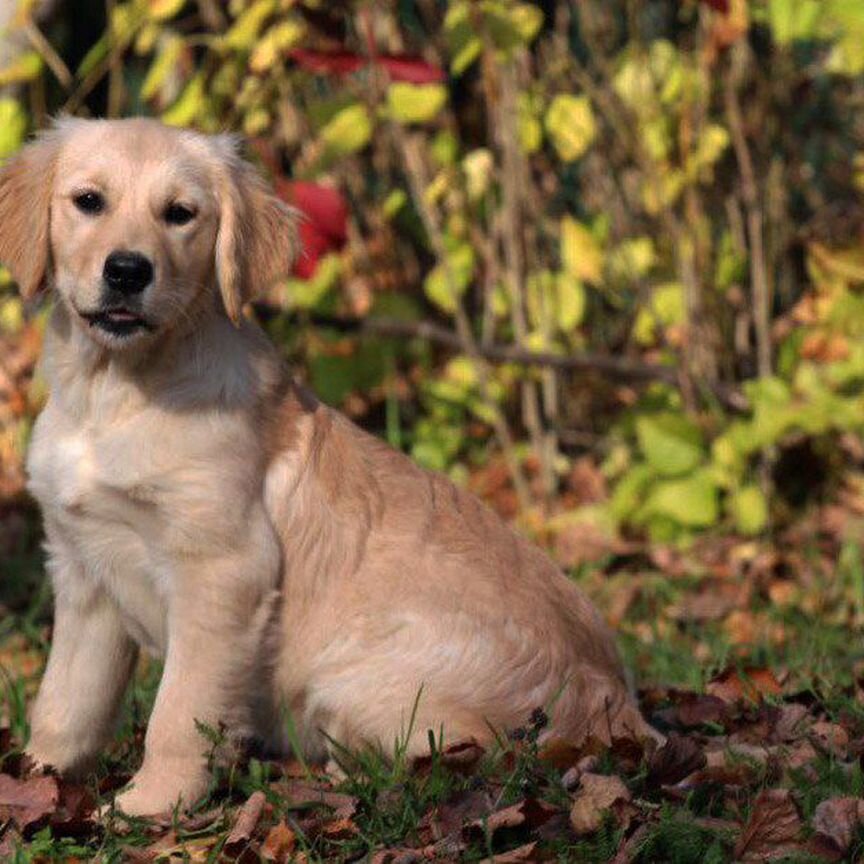 Щенки Золотистого Ретривера