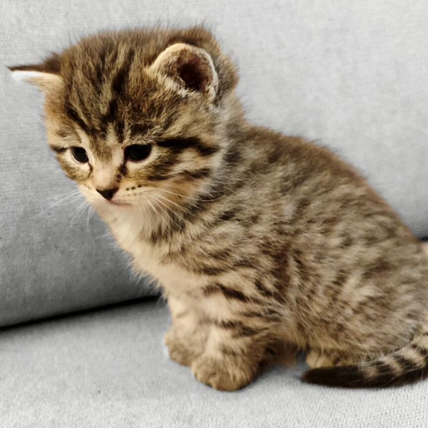 Сибирский котёнок