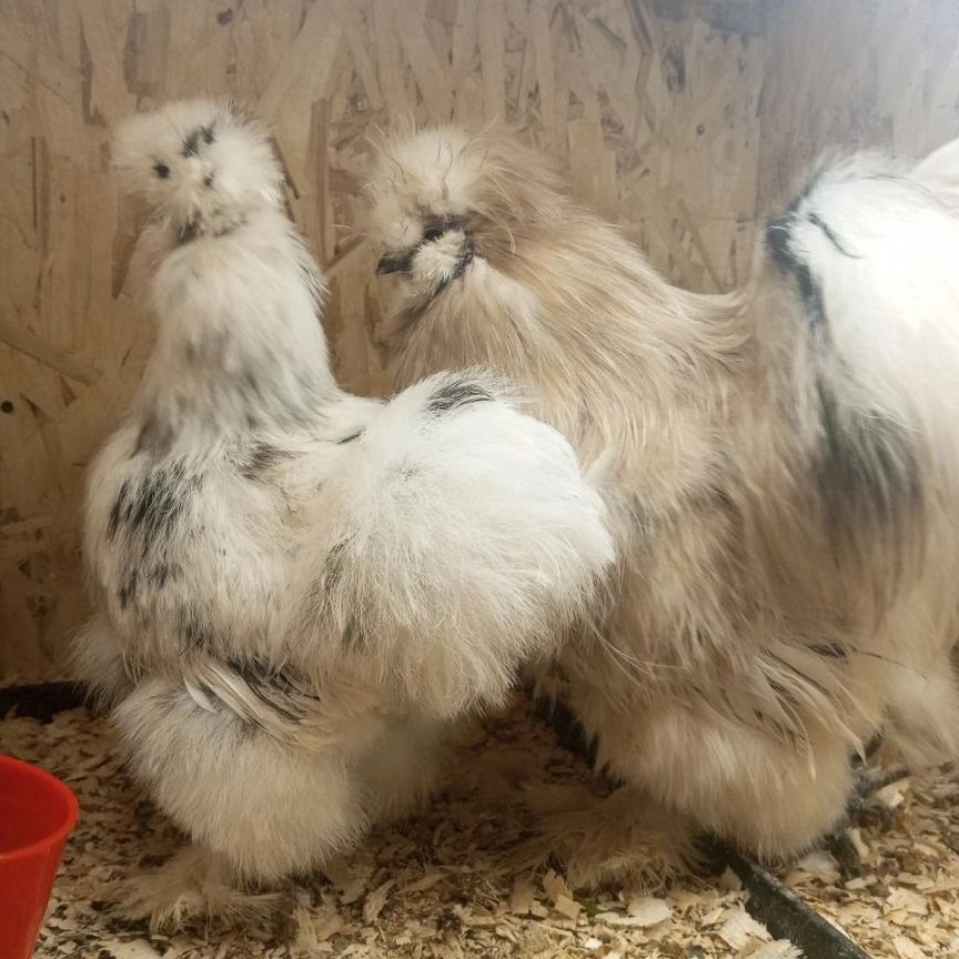 Китайские шелковые куры семья